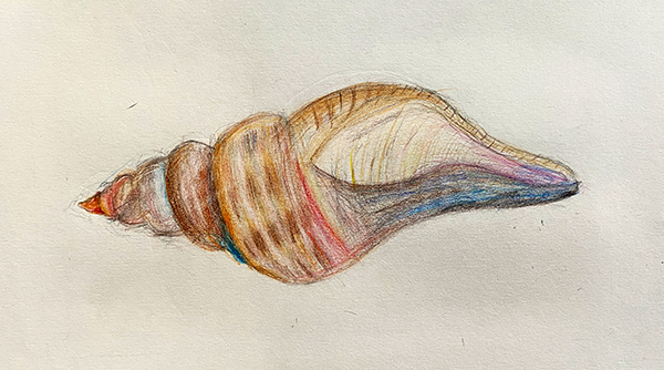Kingsley Art - Shell Drawing