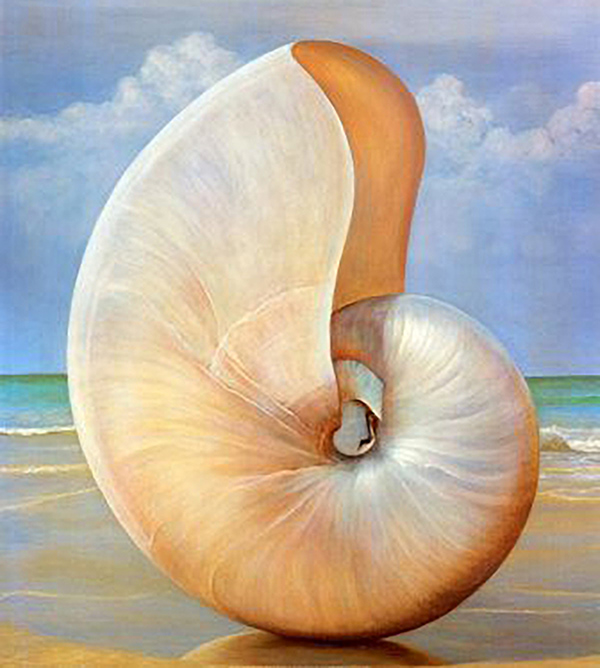 Kingsley Art - Shell Drawing