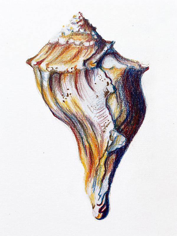 Kingsley Art - Shell Drawing
