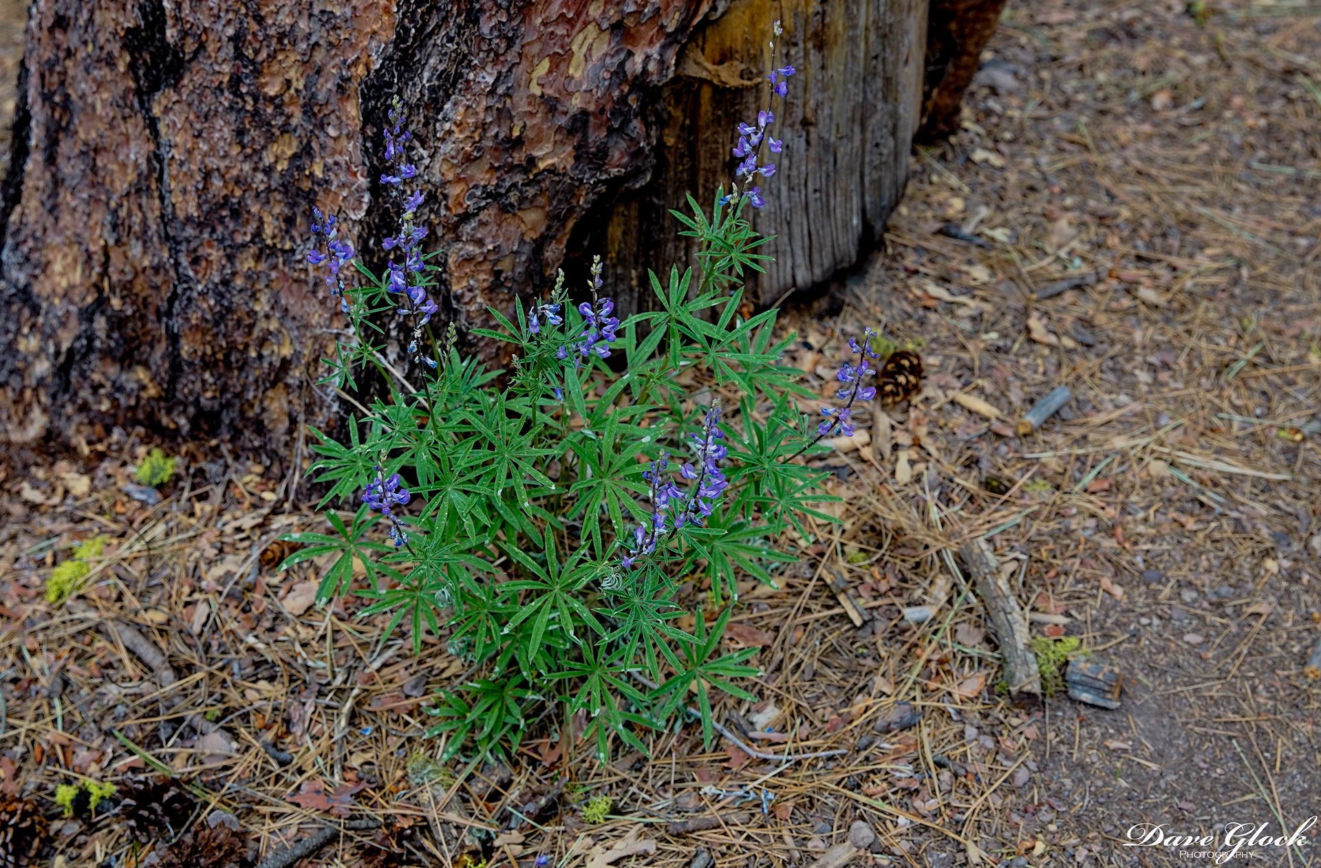 Dave Glock Photography - Summer 2019 Hikes