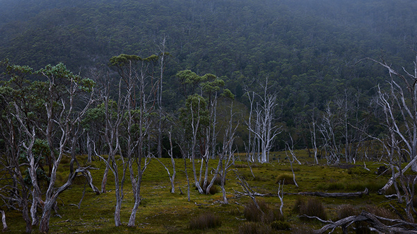 Peter Marko - TASMANIA