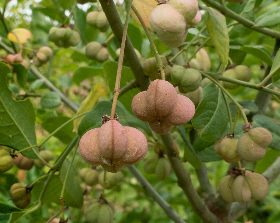 Gail Ashton : Photography, writing and illustration of insects and ...