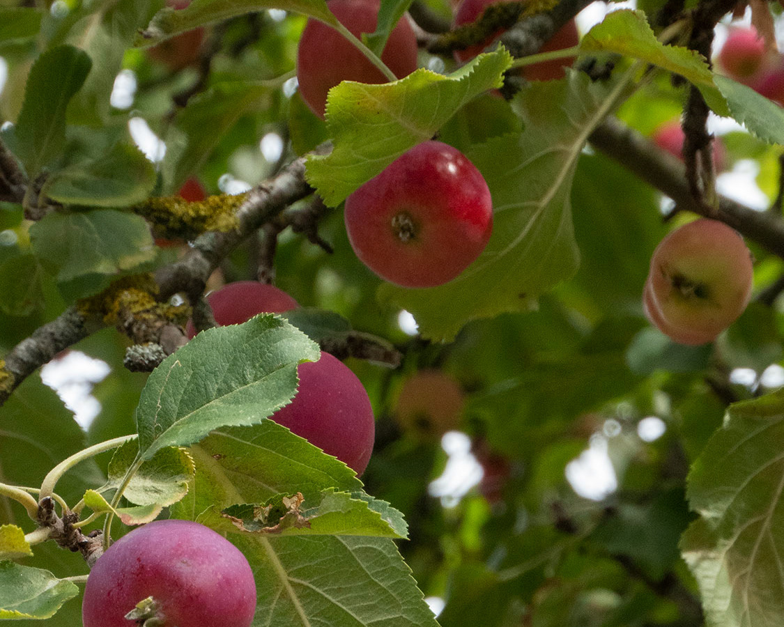 Gail Ashton : Photography, writing and illustration of insects and ...