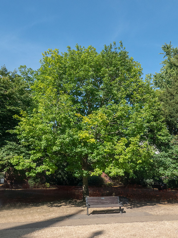 Gail Ashton : Photography, writing and illustration of insects and ...