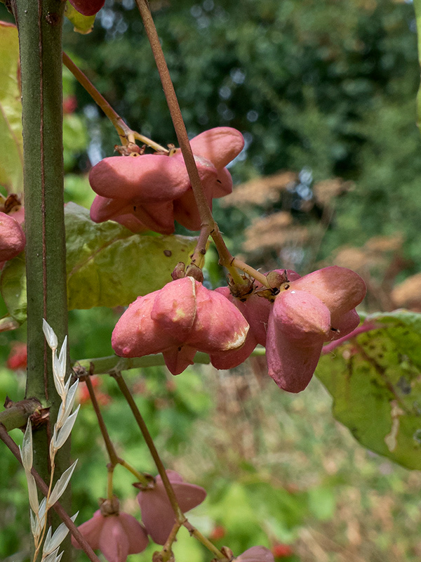 Gail Ashton : Photography, writing and illustration of insects and ...
