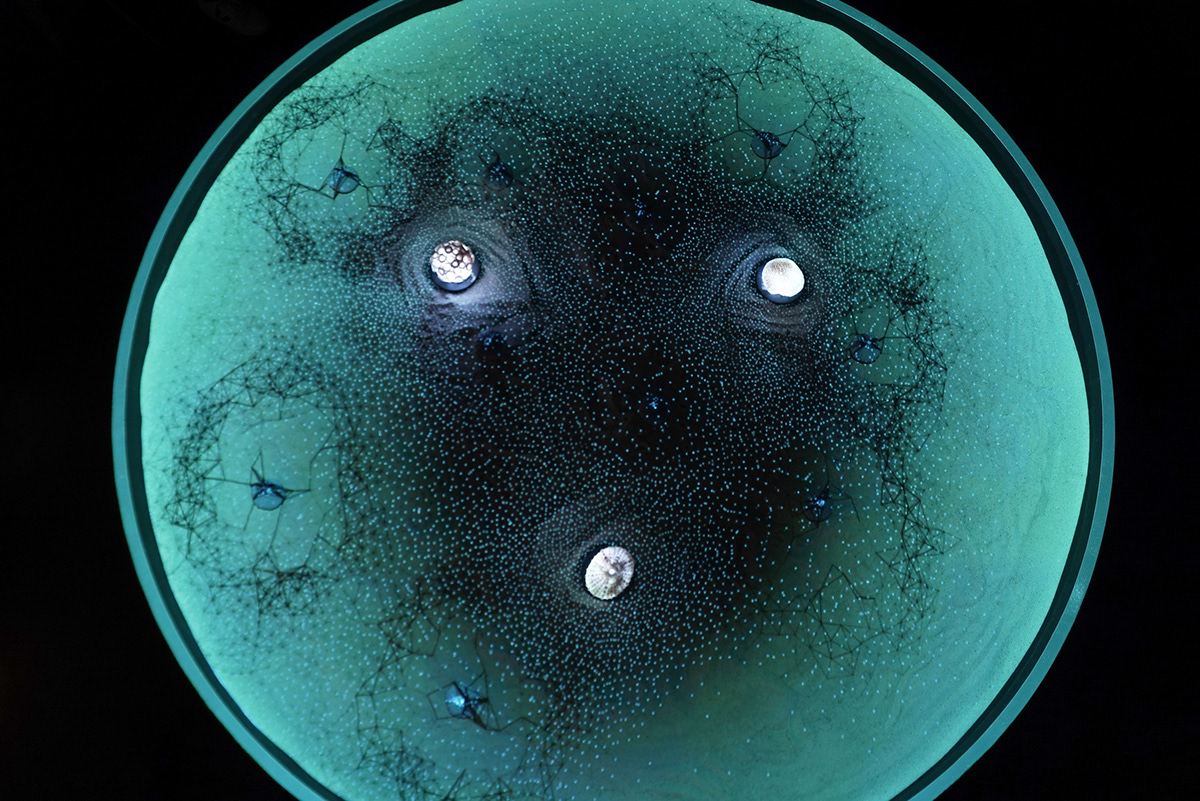 yann nguema - Lithos Ammos