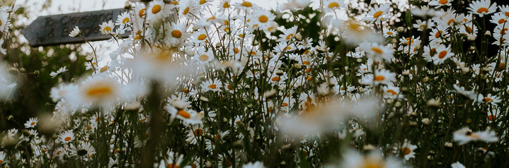 Joe Roxby Wardle - UK Wanderings