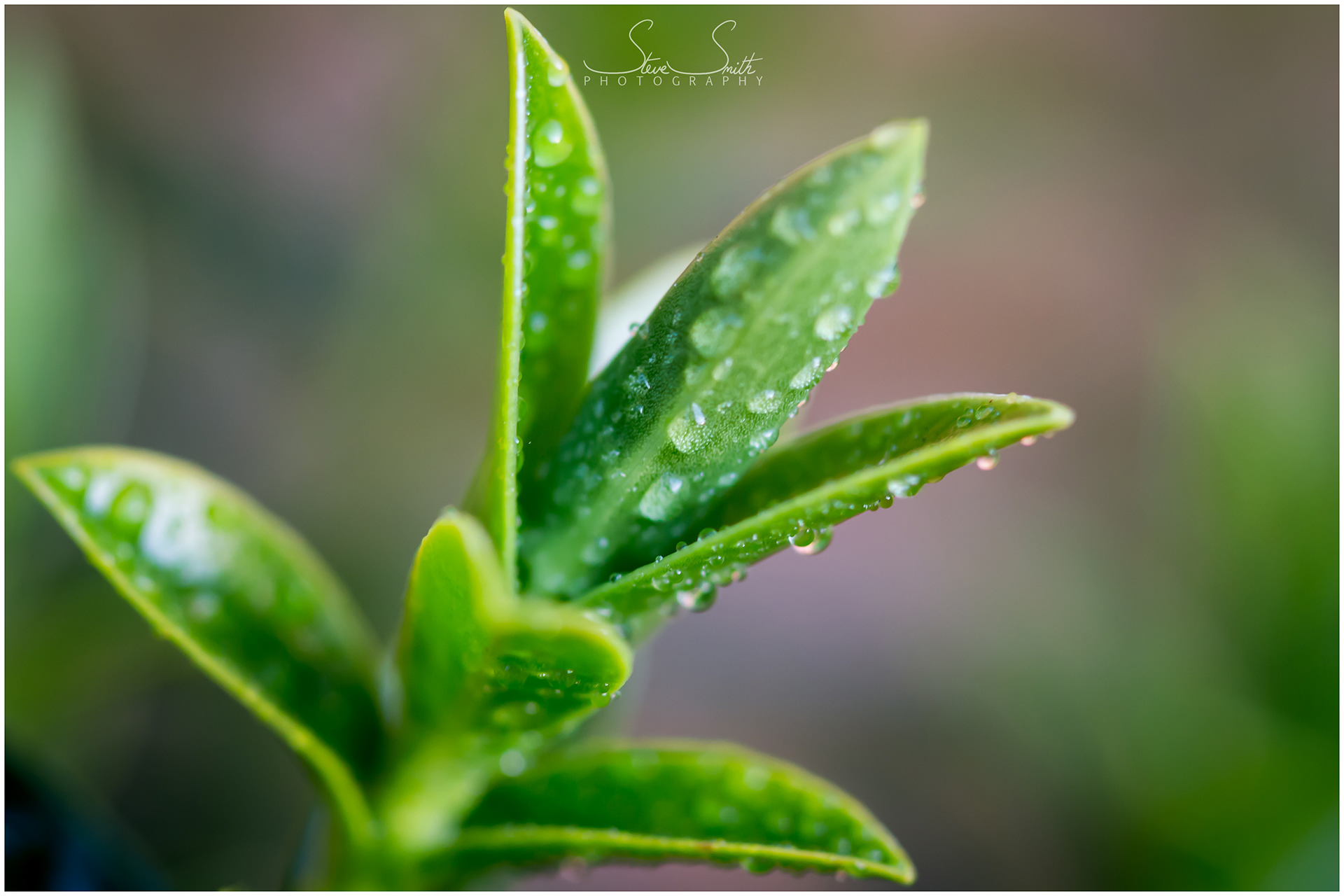 Steve Smith Photography - Garden macro subjects