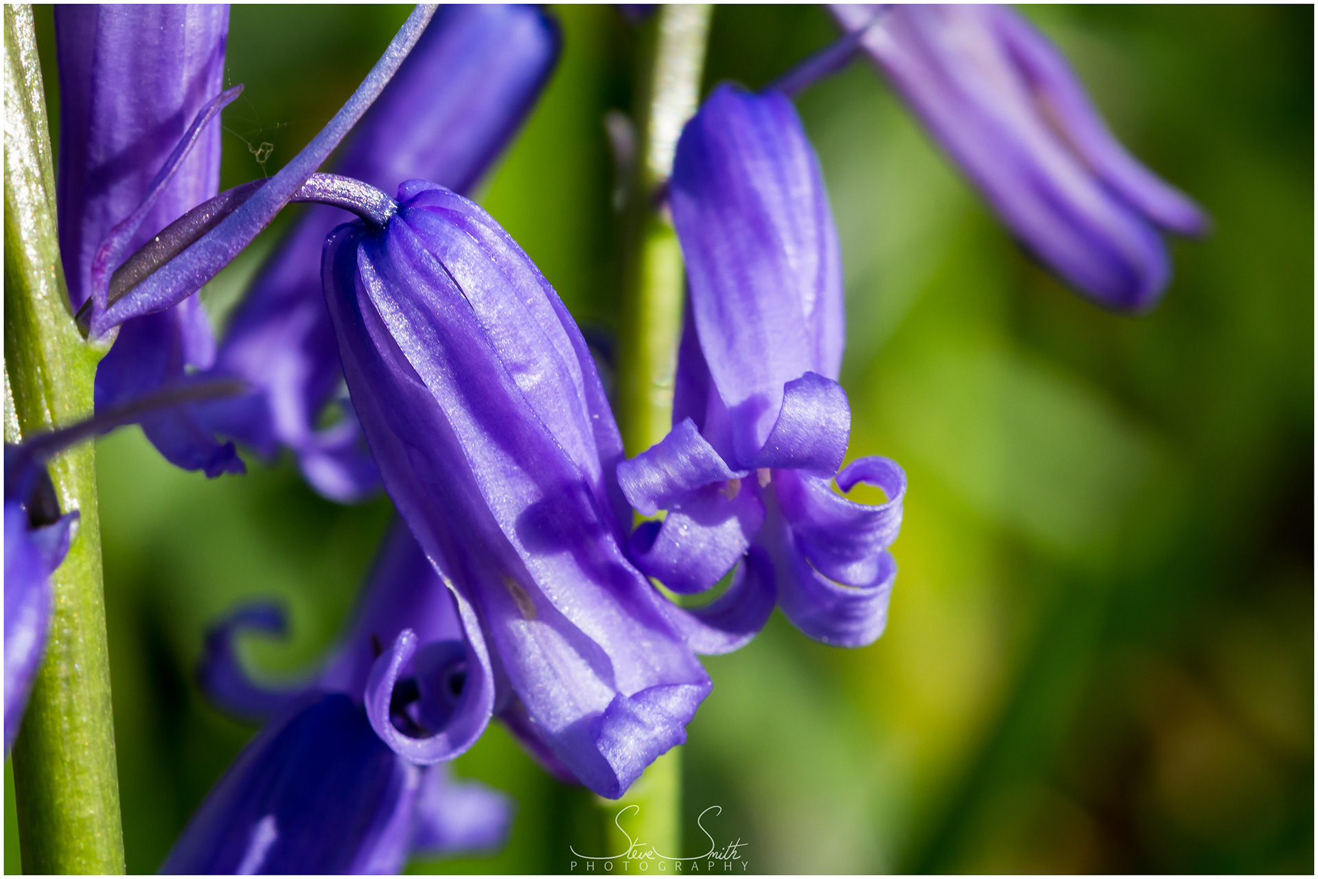 Steve Smith Photography - Bluebells at Linacre