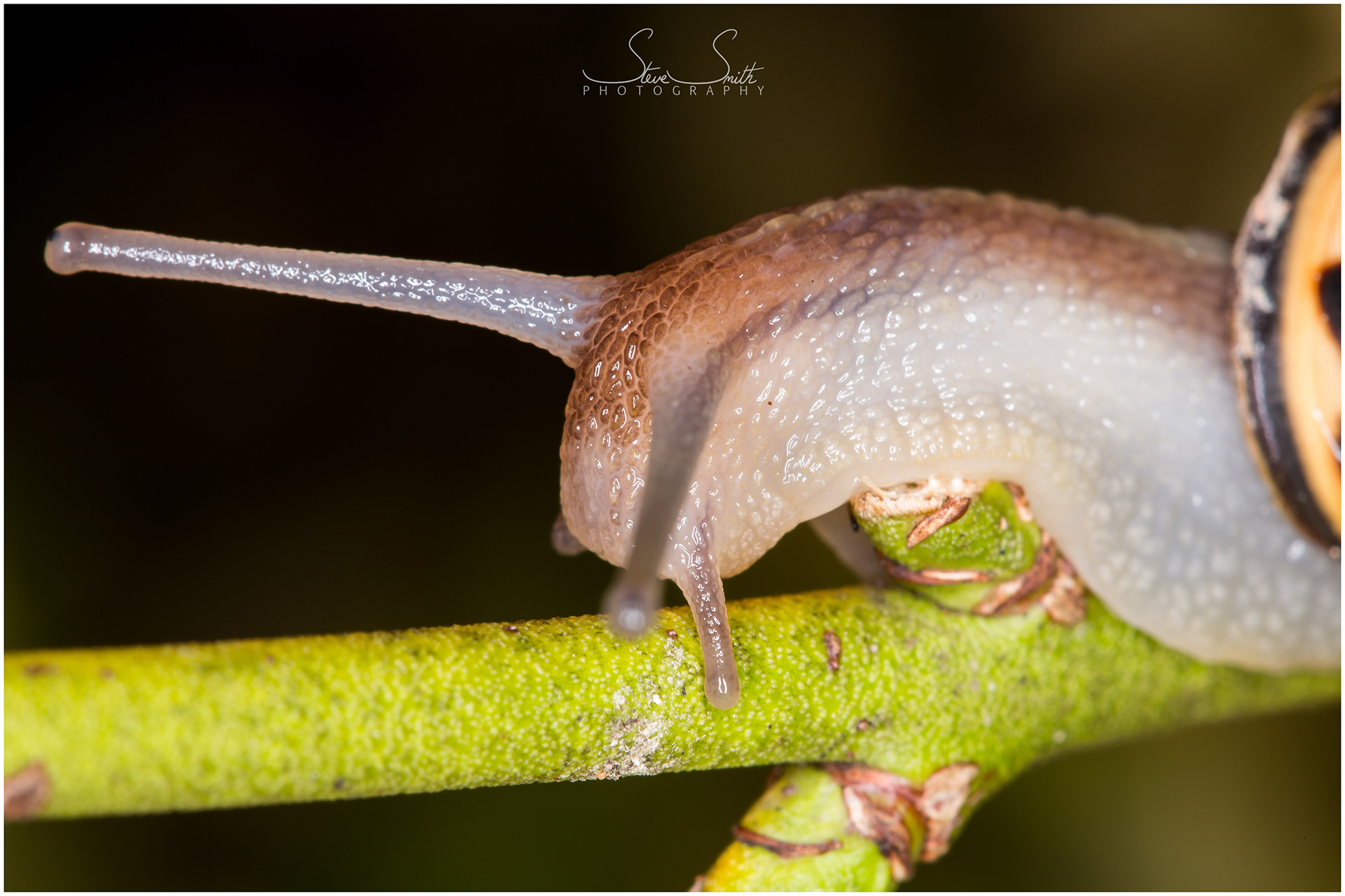 Steve Smith Photography - Garden macro subjects