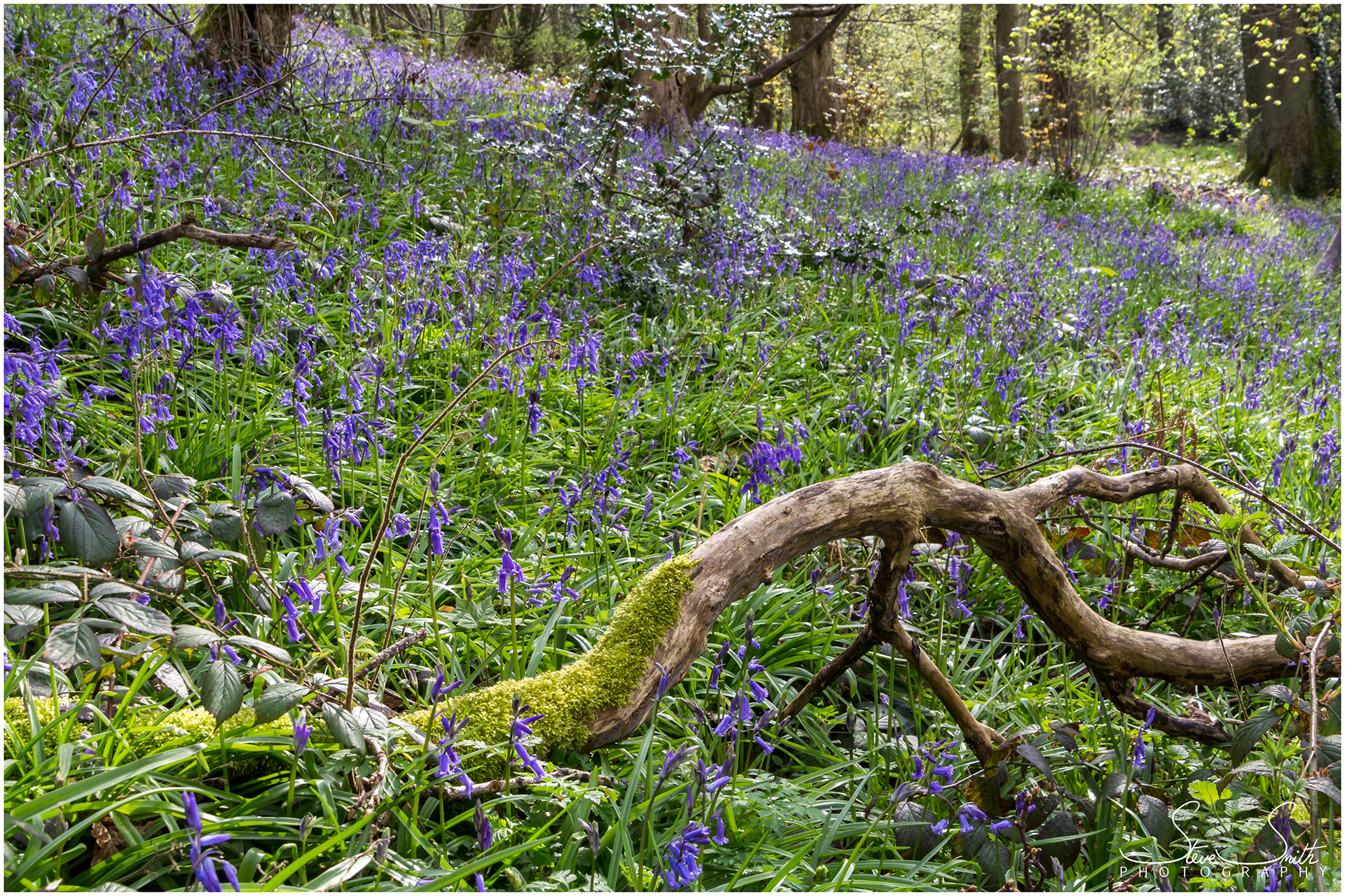 Steve Smith Photography - Bluebells at Linacre
