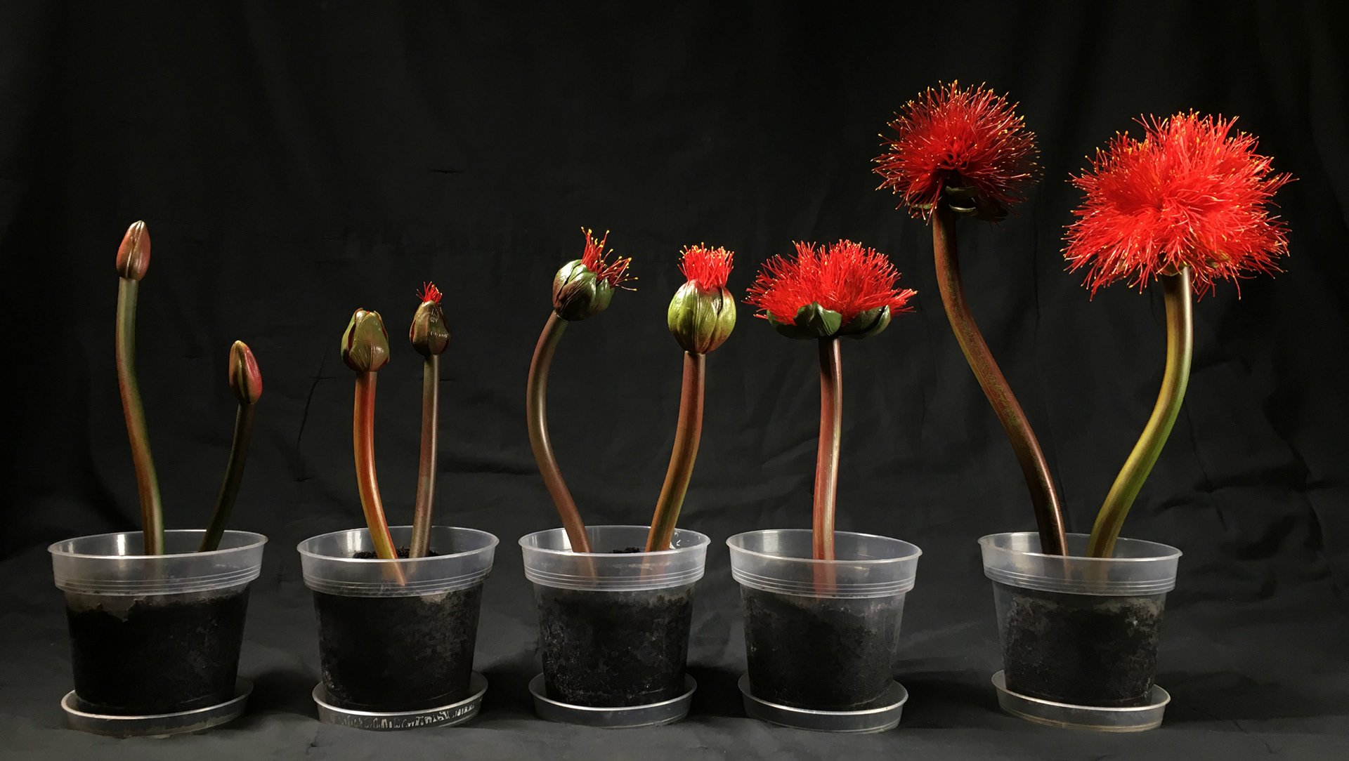 Sugavision: Realistic Cannabis Props for Film and TV - Portfolio