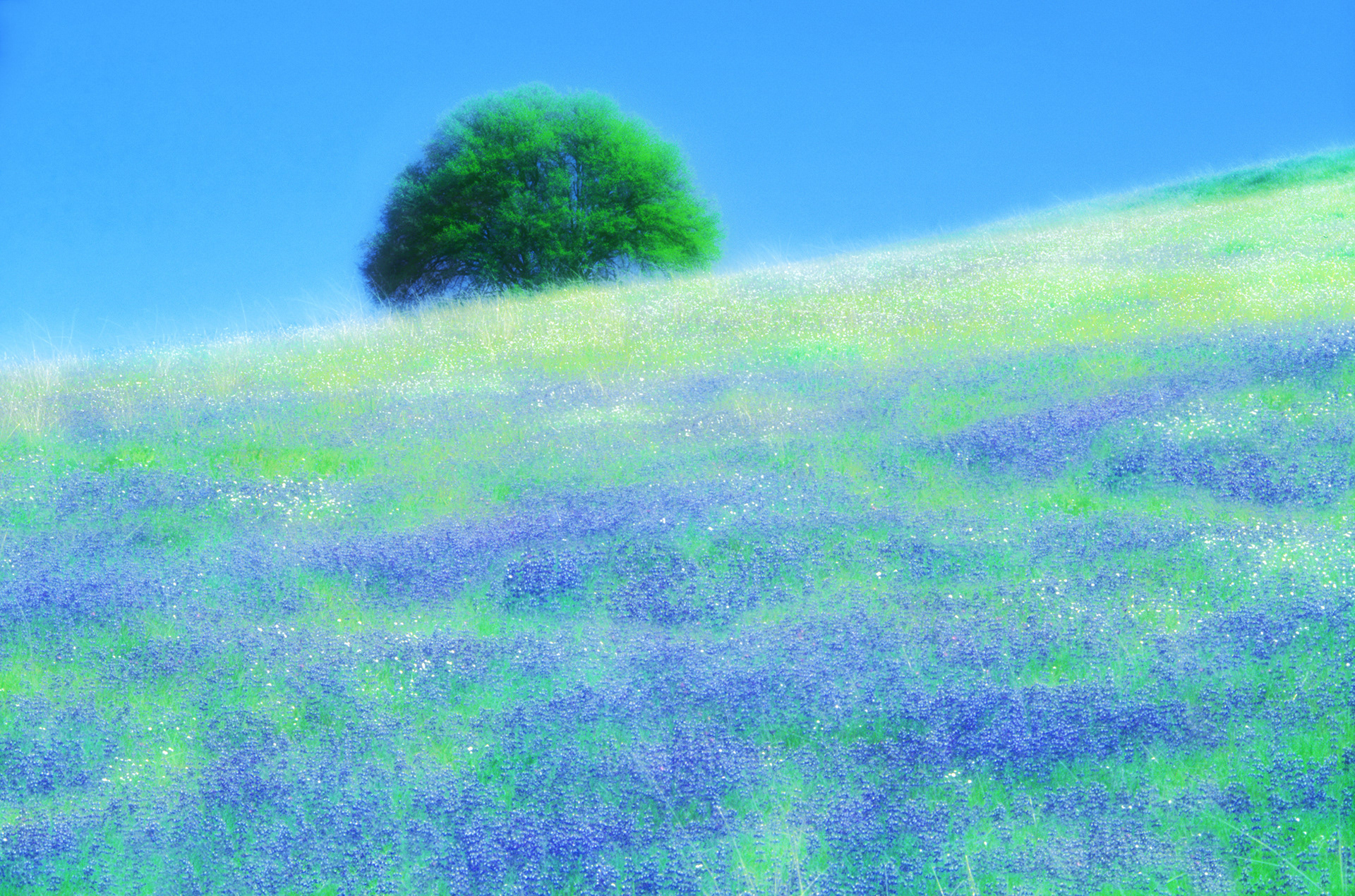 Michael Orton - Orton Effect Gallery