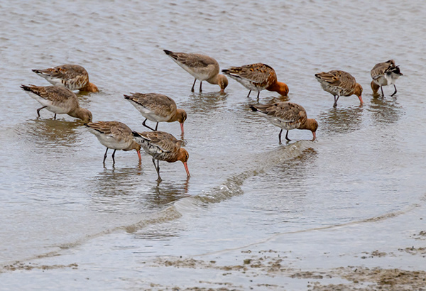 Peter Dowling - Water birds UK 2