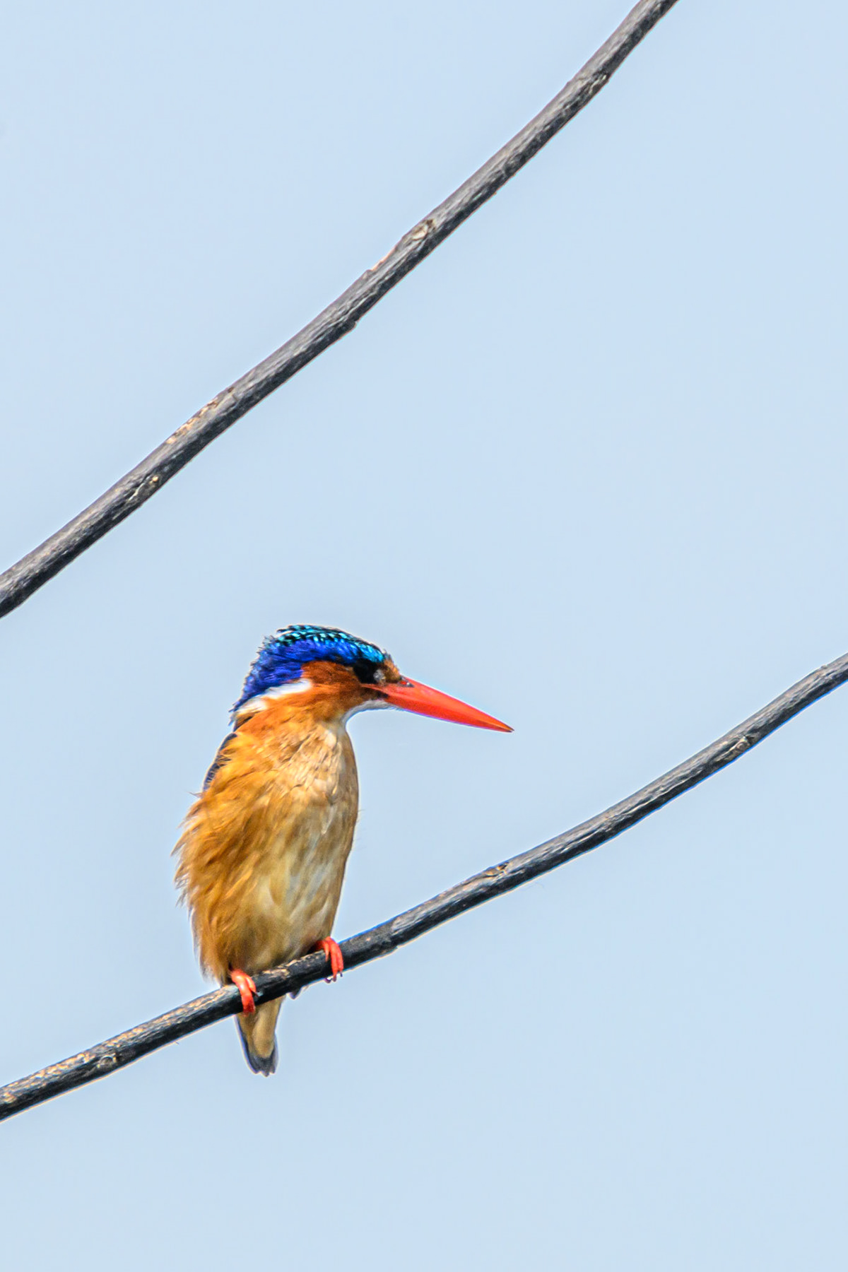 Peter Dowling - Setari Kingfishers