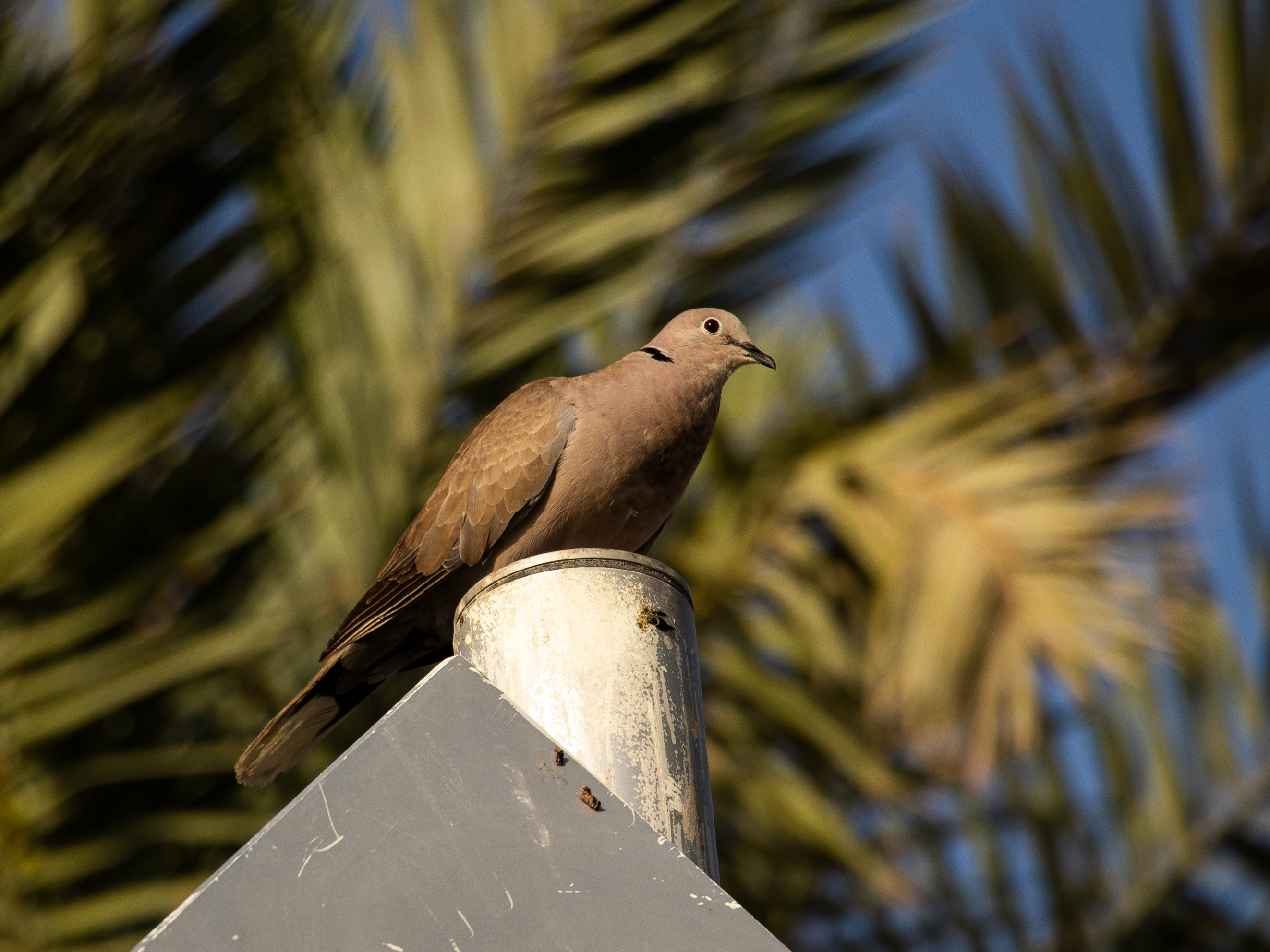 Salja Rasheed - Nature Photography