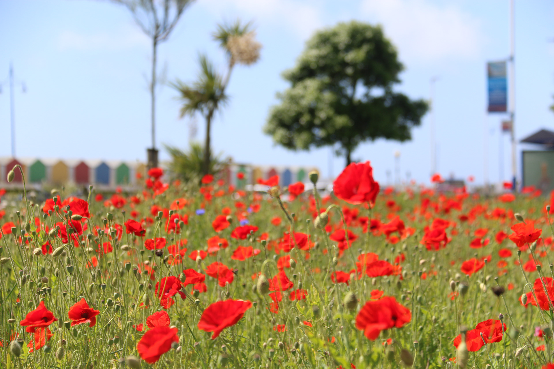 Samantha Brickman - Landscape