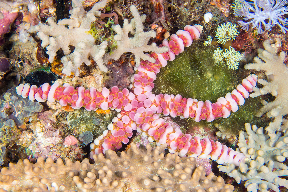 Vaandering Eye Photography - Philippines, April & May 2016
