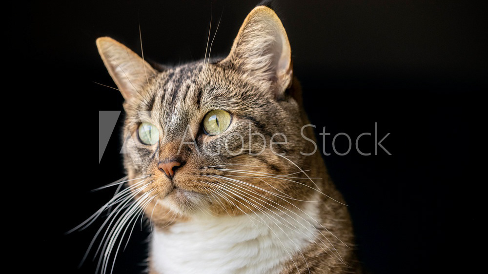 AFoley Photo
