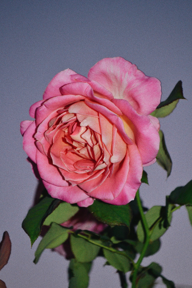 Jamie Pearl