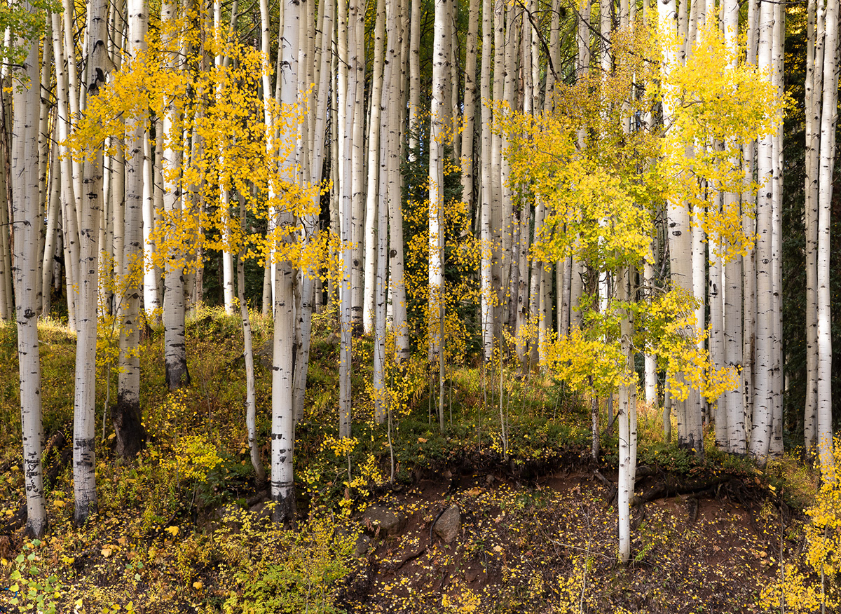 Donnell Allen Photography - Colorado Aspens