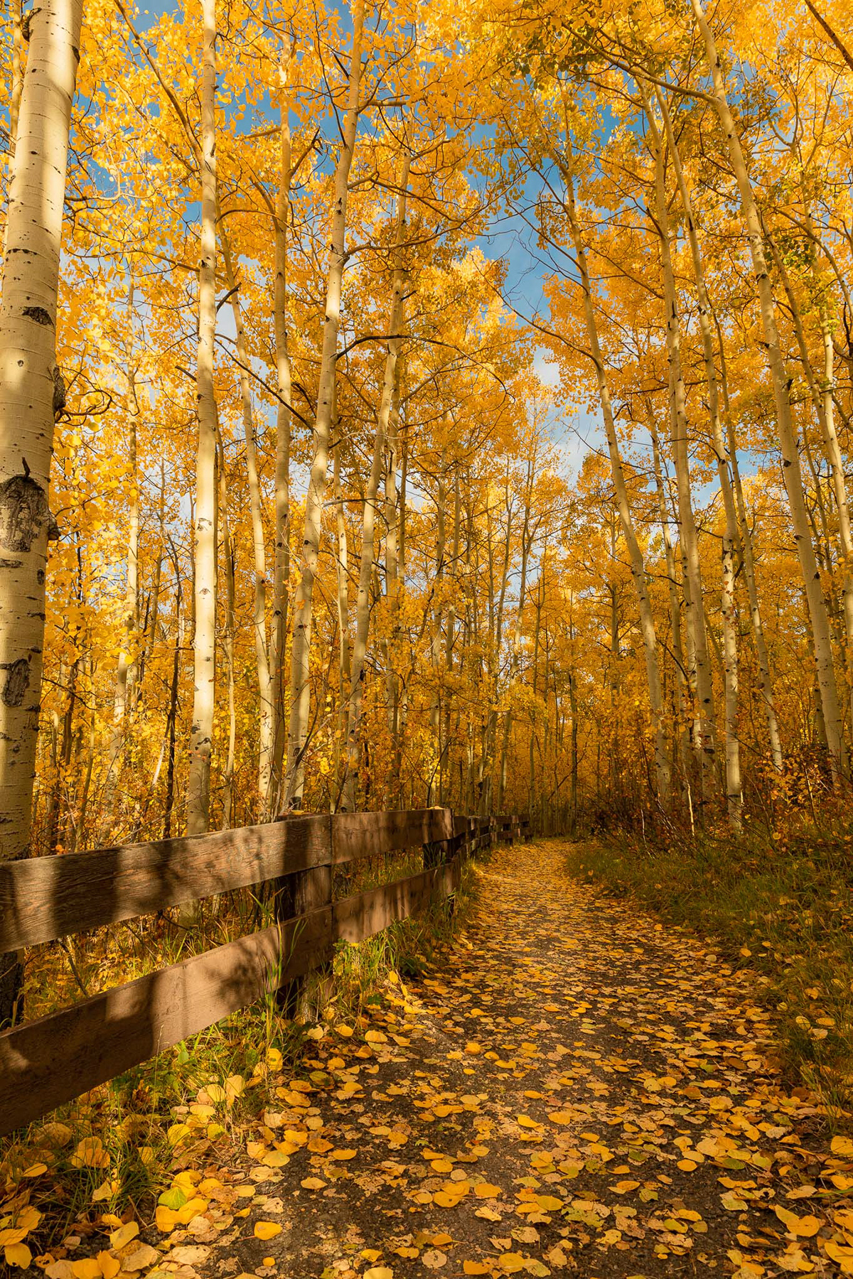 Donnell Allen Photography - Colorado Aspens