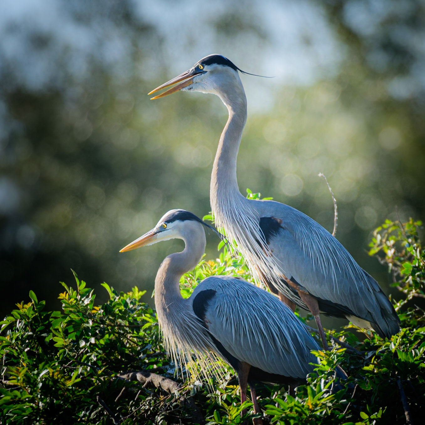 Ken Adelsberg - Florida Birds