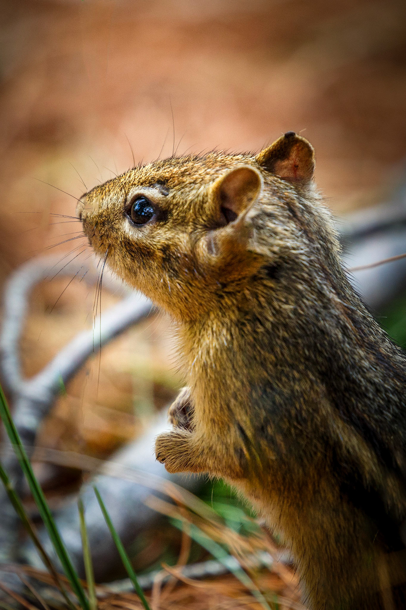 Mostly New England - Animals