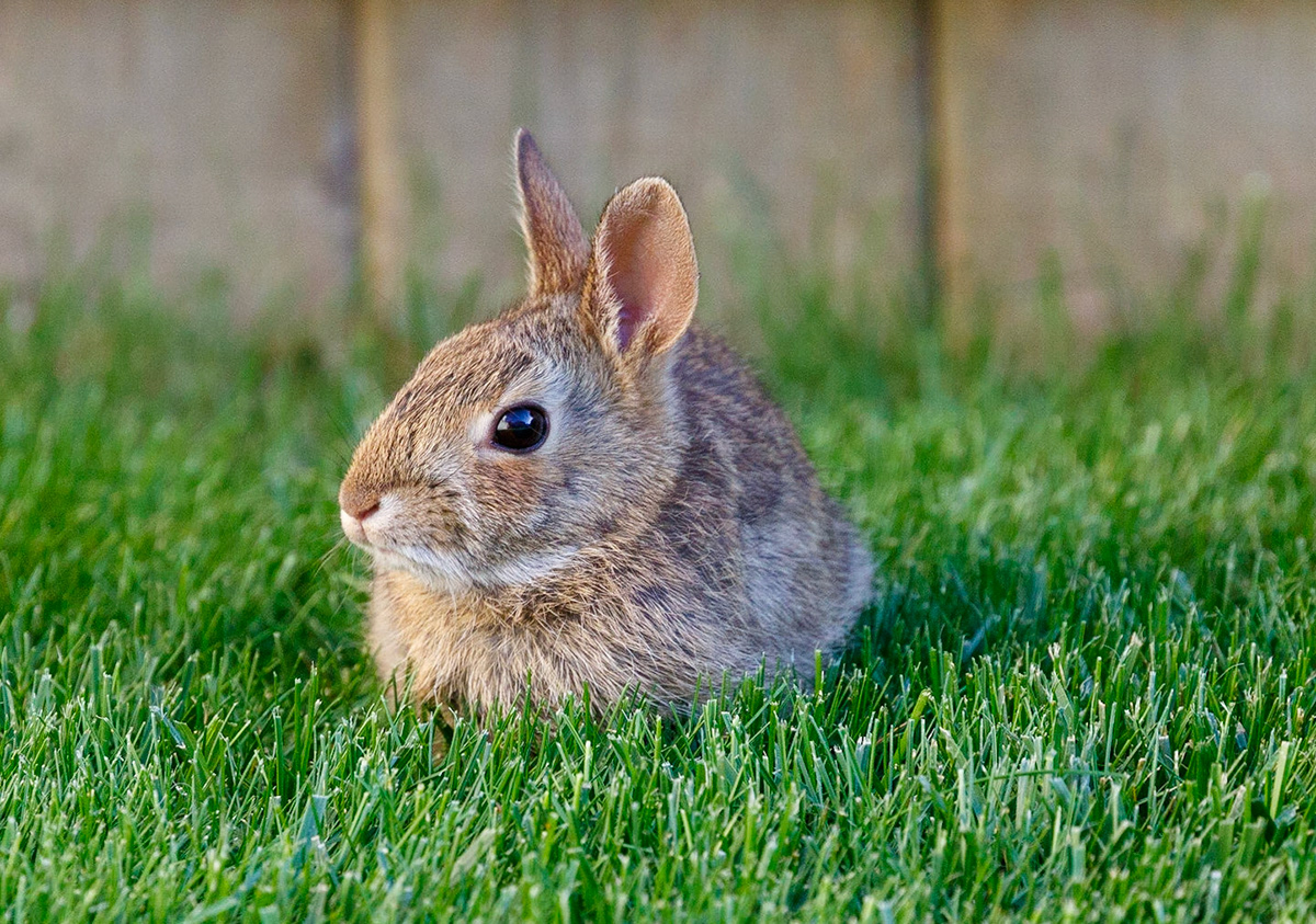 Mostly New England - Animals
