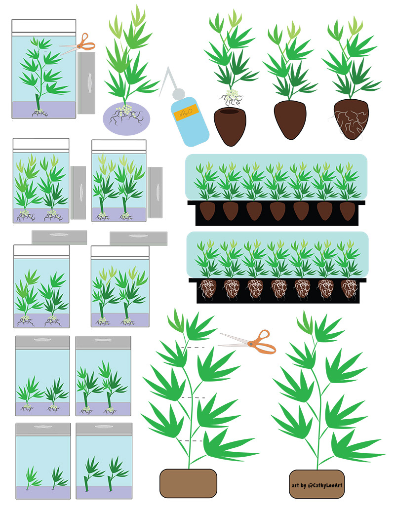 Cathy Lee Hemp and Cannabis Art - TC Flowchart