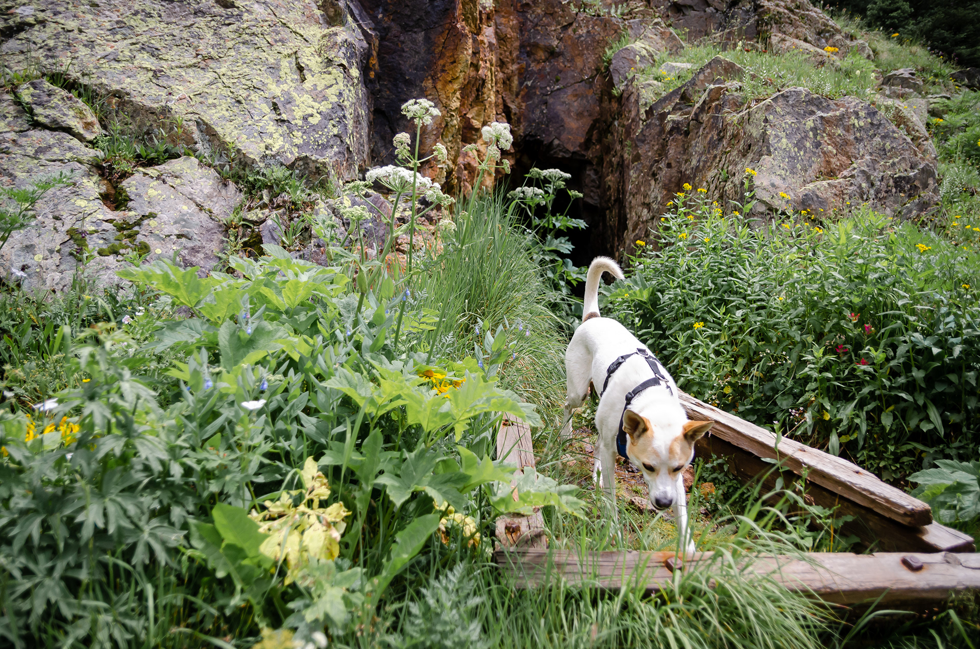 DANN ADAMS | PHOTOGRAPHY - Hip Hip Ouray!