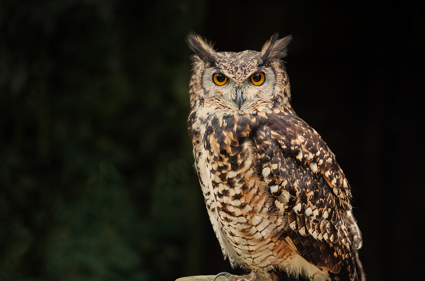 Manifest Agency - Riyadh Zoo Rebranding - Riyadh Season 2023