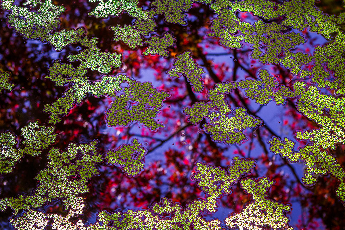 Kylie Kittelty - The Dandenongs