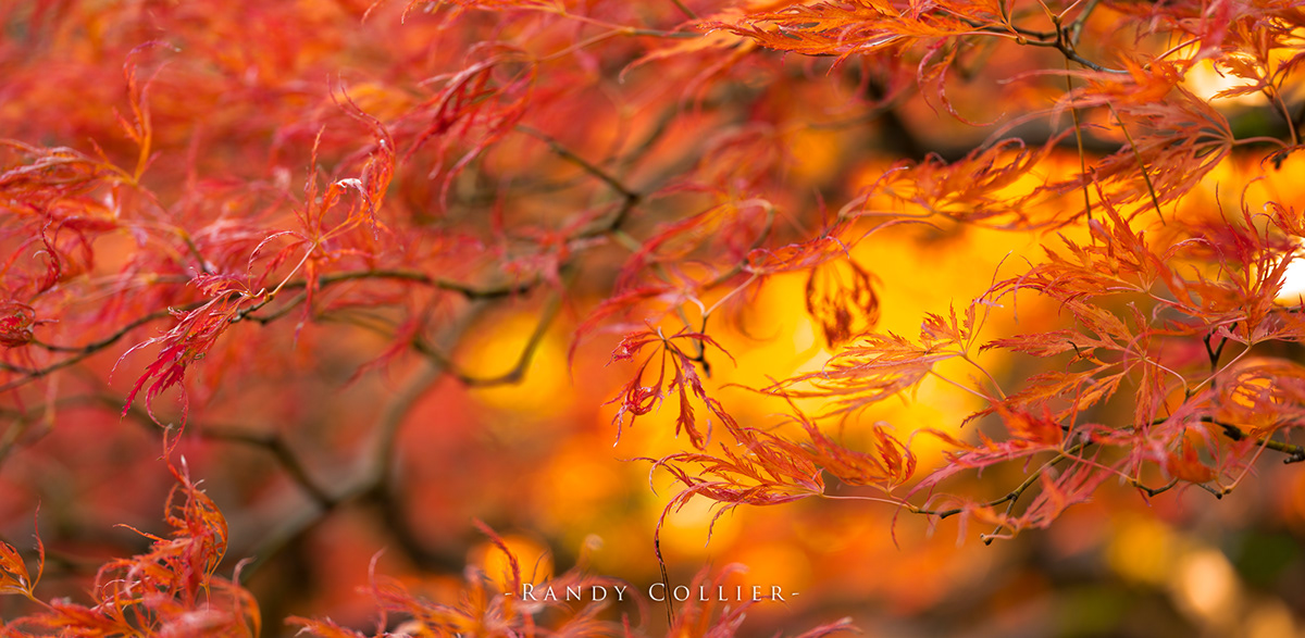 Randy Collier - Photographic Design - Recent Work