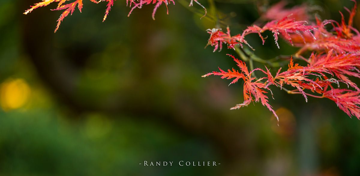 Randy Collier - Photographic Design - Recent Work