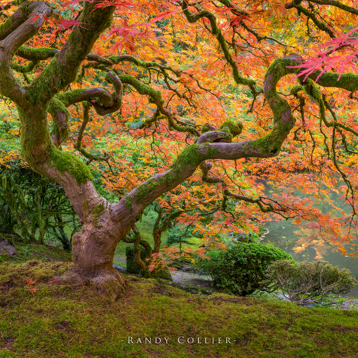 Randy Collier - Photographic Design - Recent Work