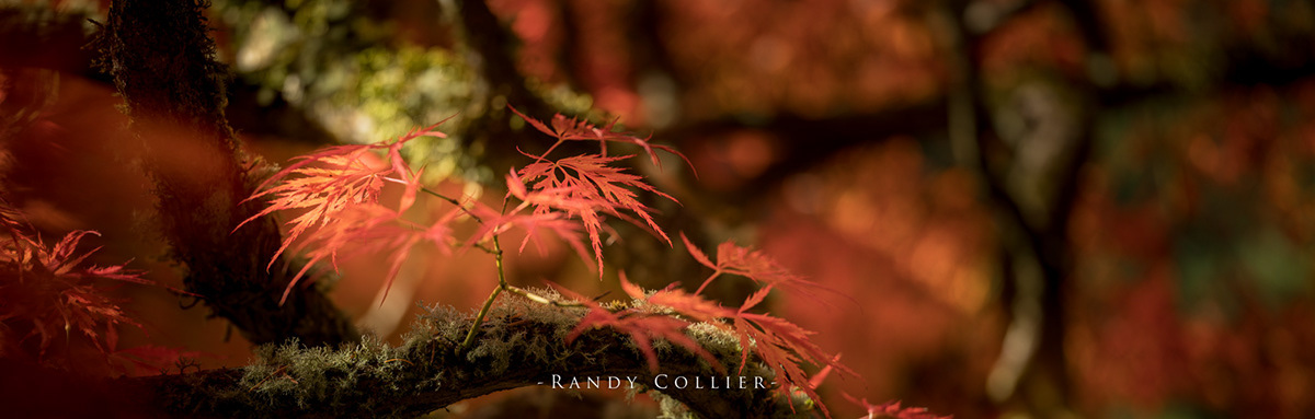 Randy Collier - Photographic Design - Recent Work