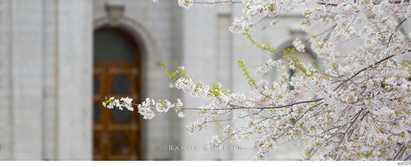 Randy Collier - Photographic Design - above it all