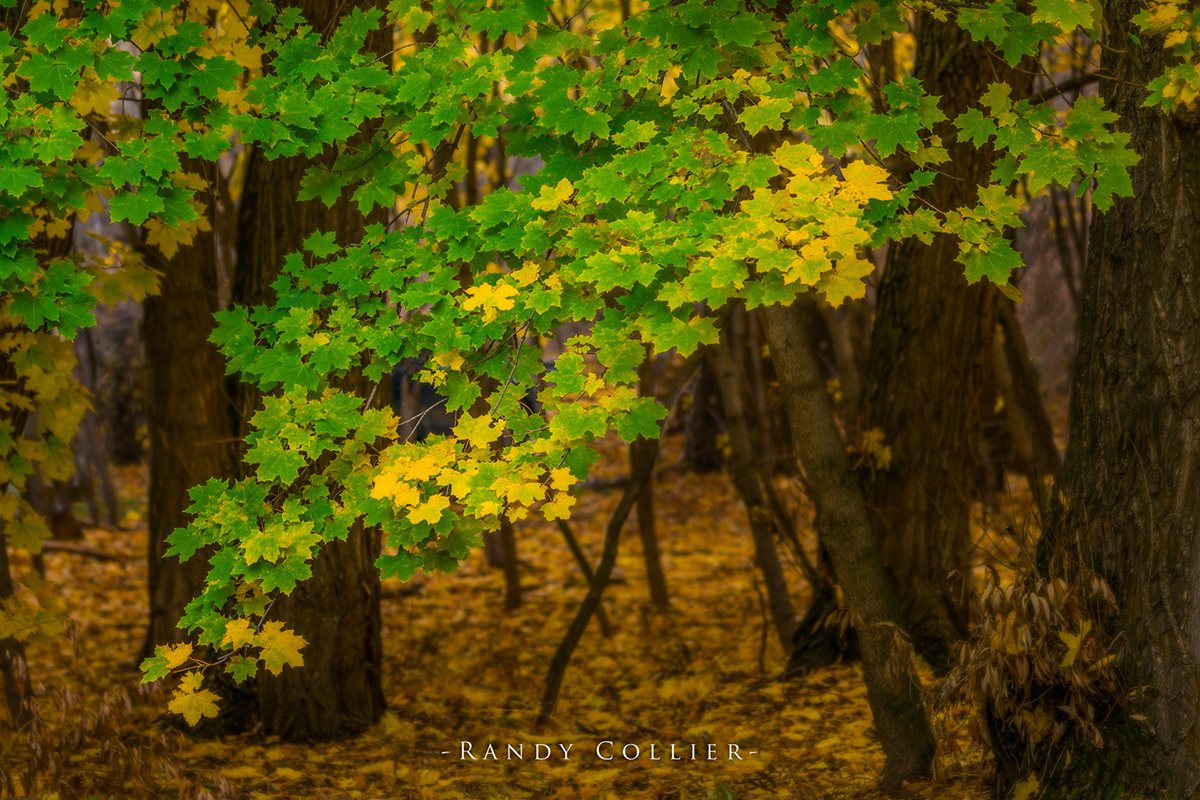 Randy Collier - Photographic Design - Recent Work