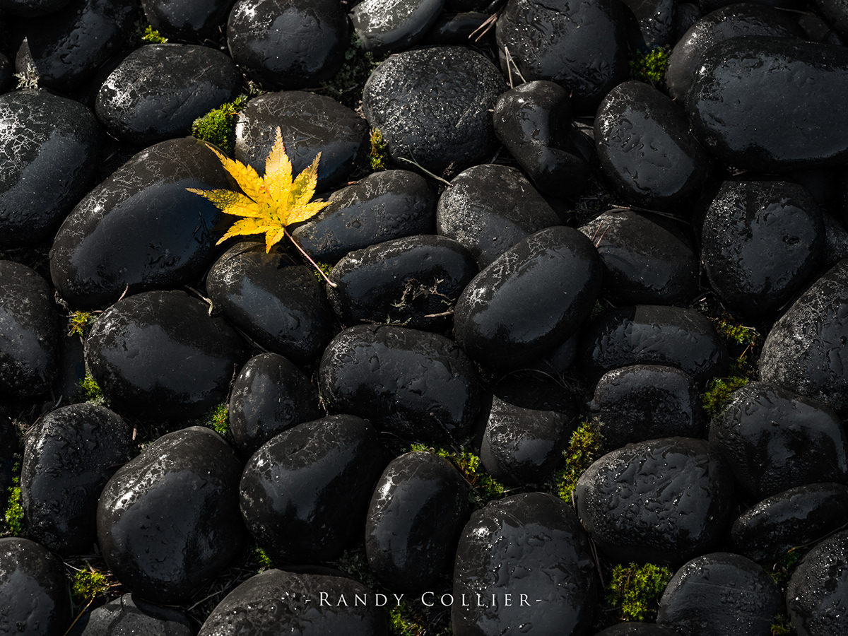 Randy Collier - Photographic Design - Recent Work