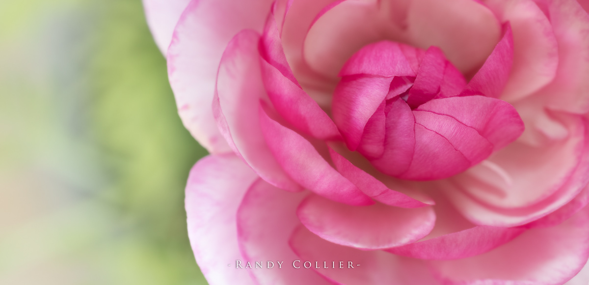 Randy Collier - Photographic Design - Recent Work