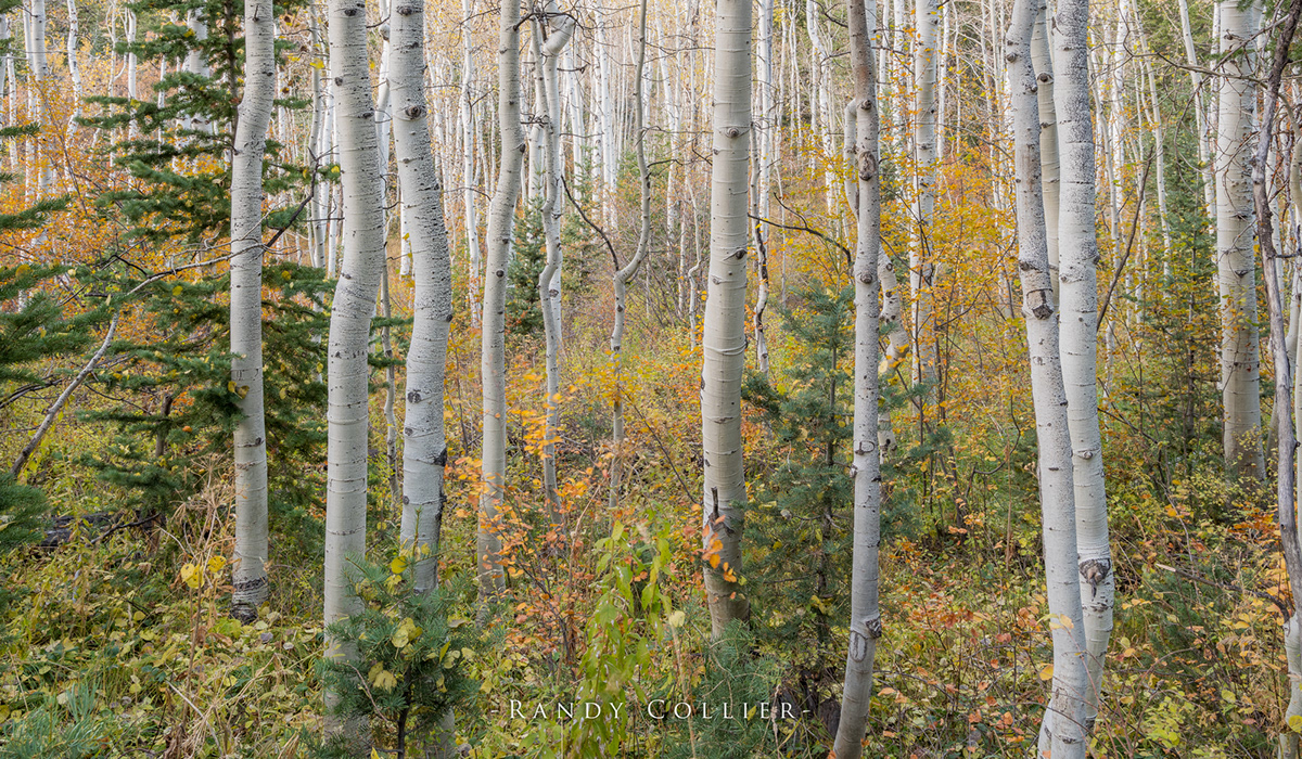 Randy Collier - Photographic Design - Recent Work