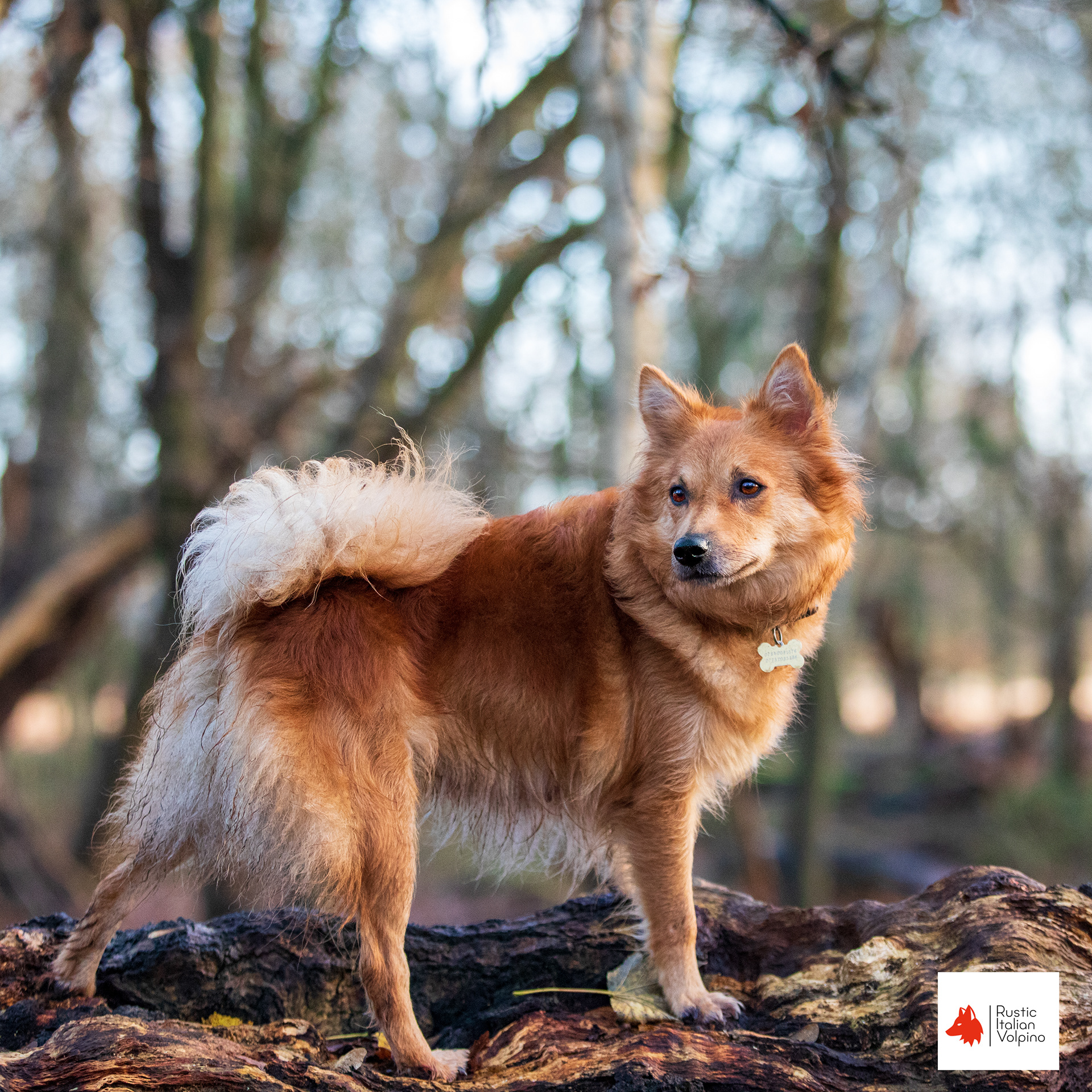 Rustic Italian Volpino UK | Italian Volpino Breeder - Our Dogs
