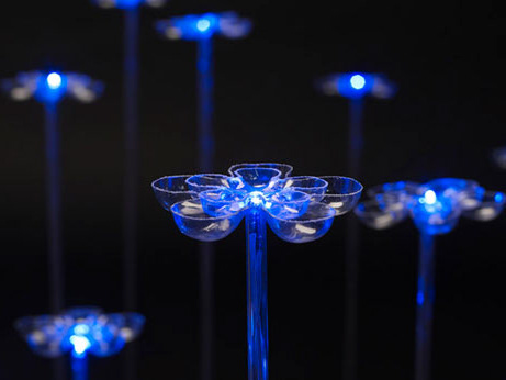 Mayumi Amada - Resume