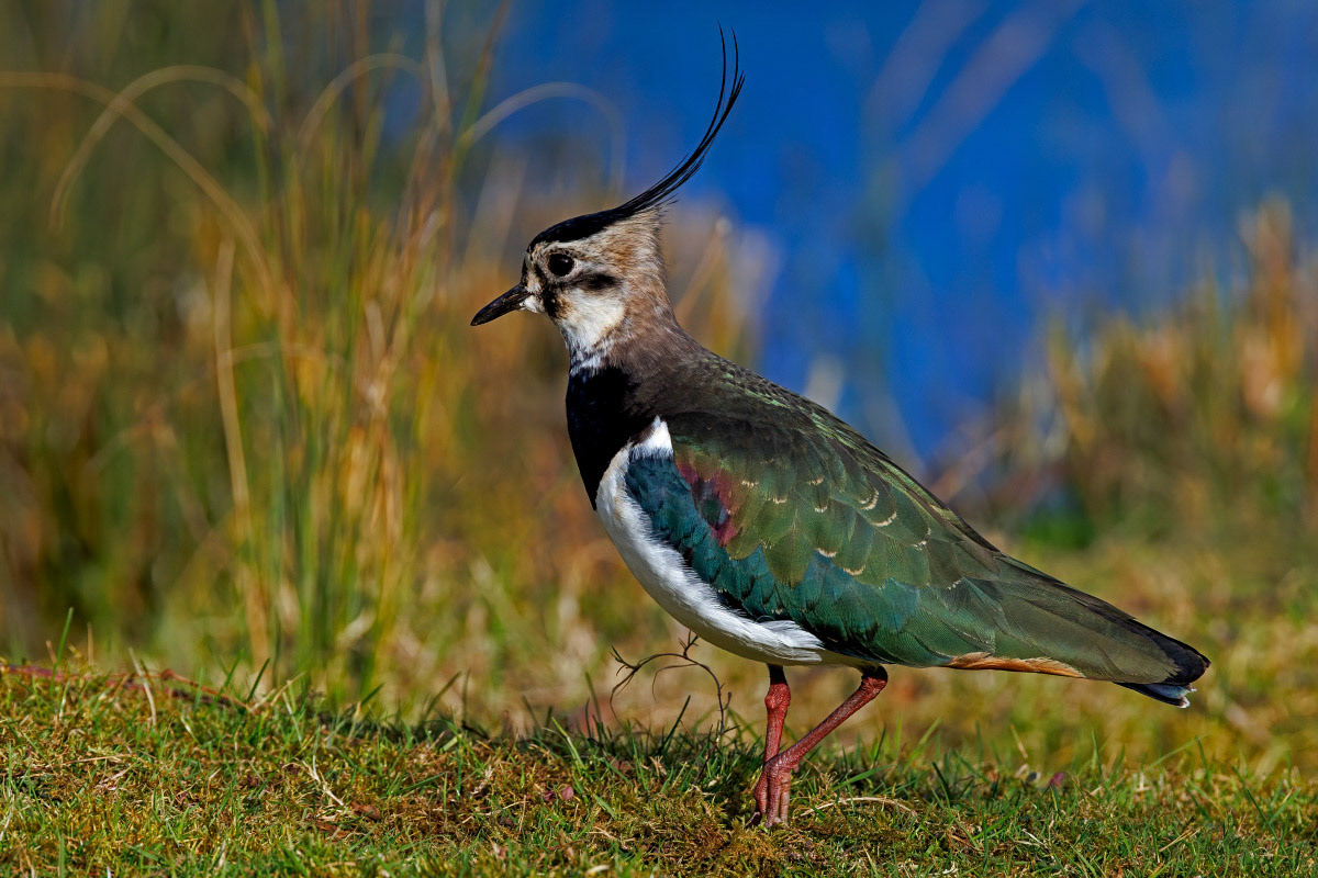 Derek Lees Nature In Images - Lapwing
