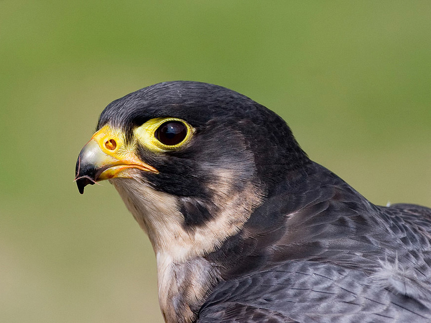 Derek Lees Nature In Images - Peregrine
