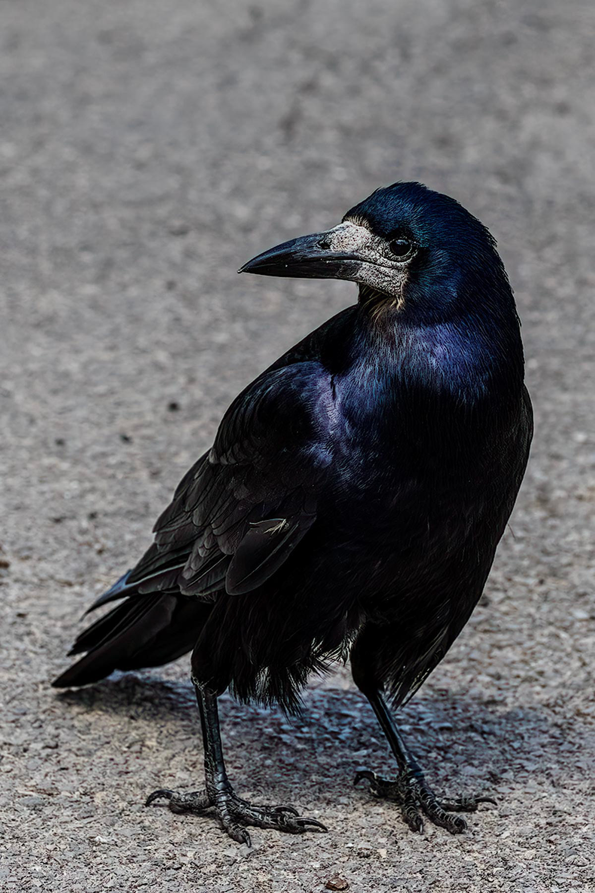 Derek Lees Nature In Images - Rook