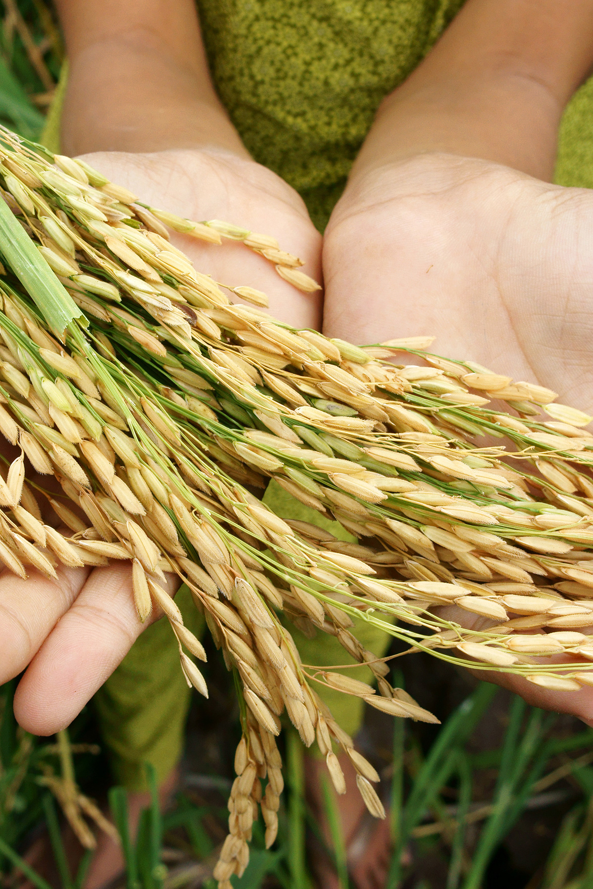 Crafting Brands That Inspire Trust | Studio 2 Ltd - Setara Rice® Strategy | Design | Packaging