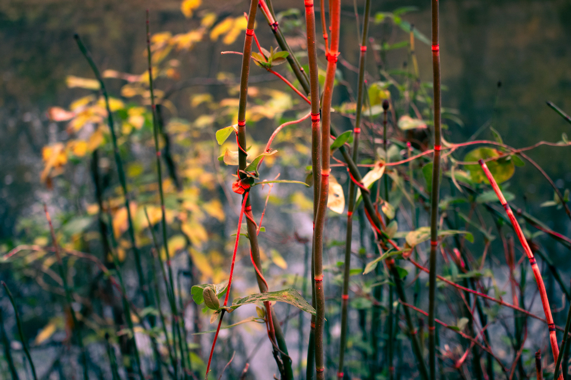 Eli Gamble - Collective Fate