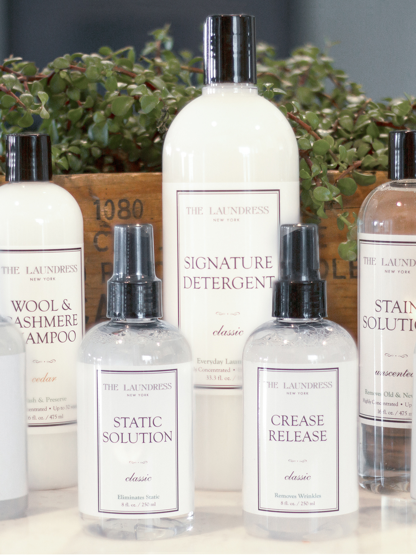 Chel Wardell Graphic Design + Photography - Shoe Polishing Brushes